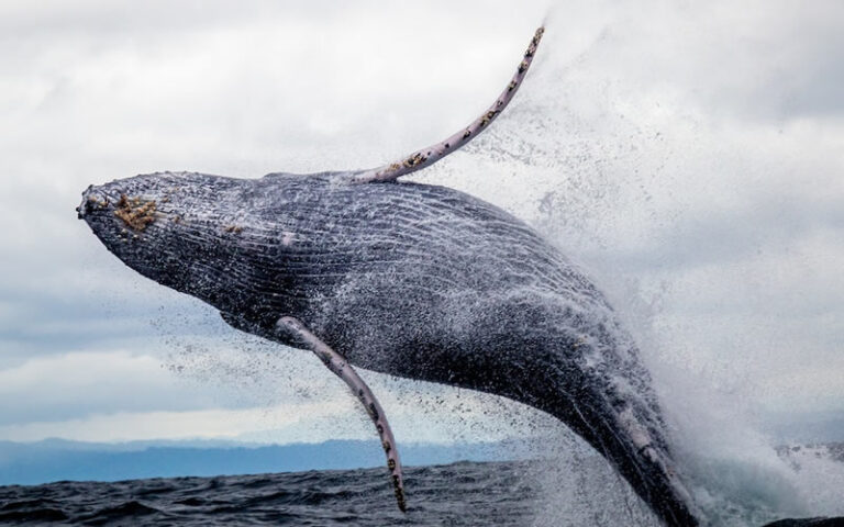 23 Animals That Represent Peace: Finding Solace in the Animal Kingdom ...