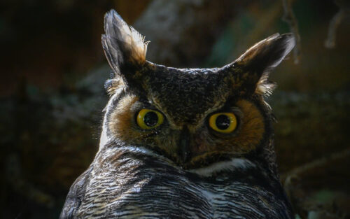 23 Animals That Represent Strength: Amazing Creatures That Symbolize ...