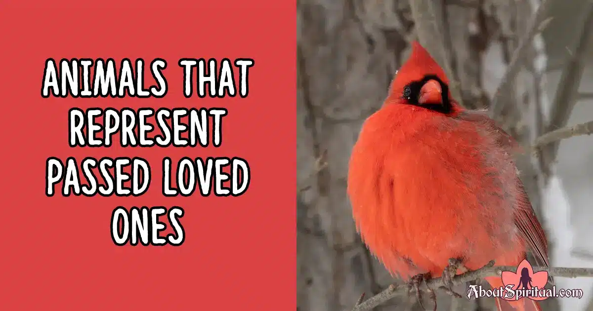 Animals That Represent Passed Loved Ones - About Spiritual