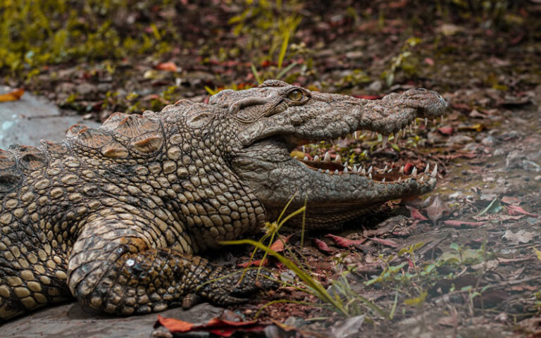 Animals That Represent Resilience: The Unbreakable Spirit of Wildlife ...