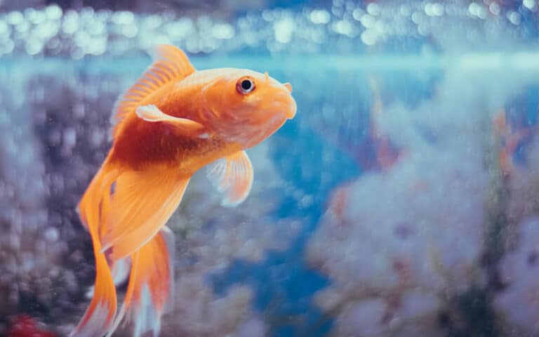 Animals That Represent Resilience: The Unbreakable Spirit of Wildlife ...