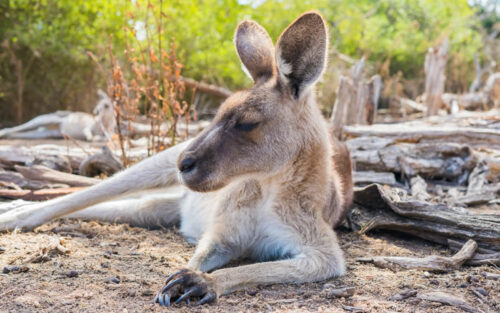 Animals That Represent Resilience: The Unbreakable Spirit of Wildlife ...