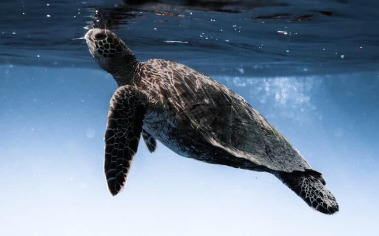 Animals That Represent Resilience: The Unbreakable Spirit of Wildlife ...