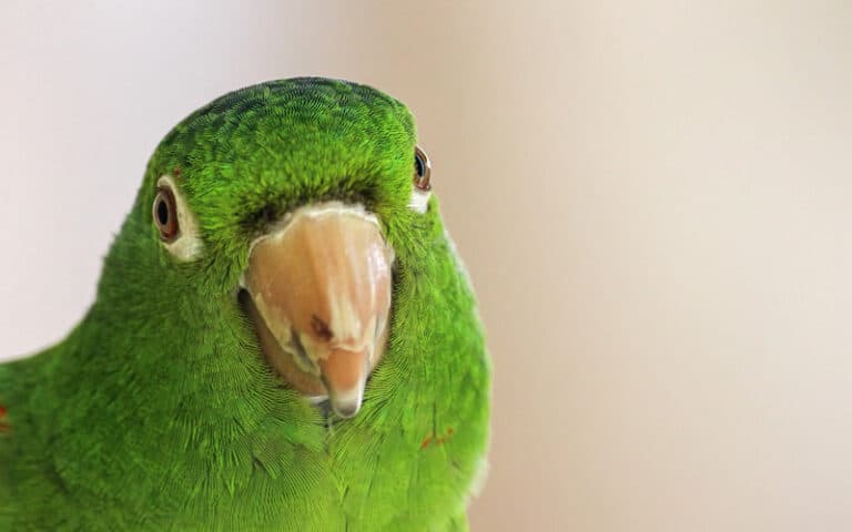 16 Birds That Represent Freedom: Exploring the Meaning Behind Their ...